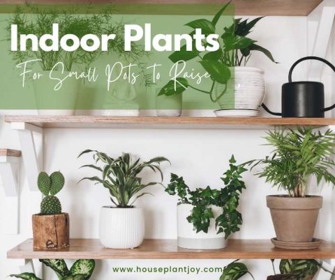 Indoor Plants For Small Pots To Raise - HouseplantJoy.com