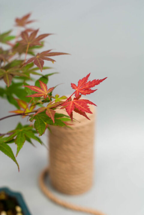 Japanese Maple Bonsai Care - HouseplantJoy.com