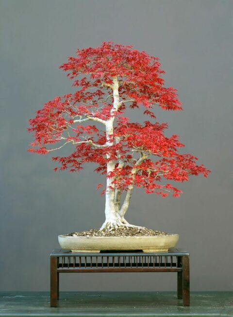 Best Bonsai Trees for Indoors