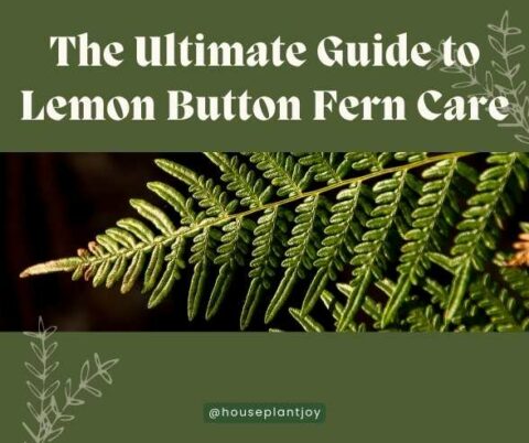 Lemon Button Fern Care Ultimate Guide - HouseplantJoy.com