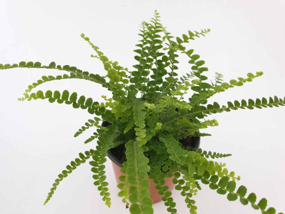 Lemon Button Fern Care Ultimate Guide - HouseplantJoy.com