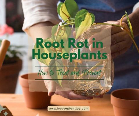 Root Rot in Houseplants: How to Treat and Prevent - HouseplantJoy.com