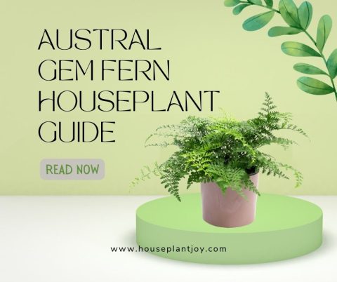 Austral Gem Fern Houseplant Guide - HouseplantJoy.com