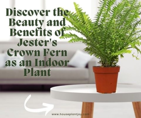 Discover the Beauty and Benefits of Jester's Crown Fern as an Indoor ...