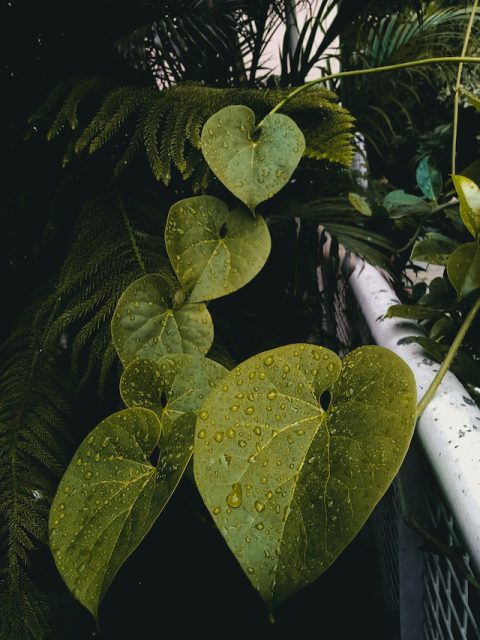 Heart Fern Houseplant - HouseplantJoy.com
