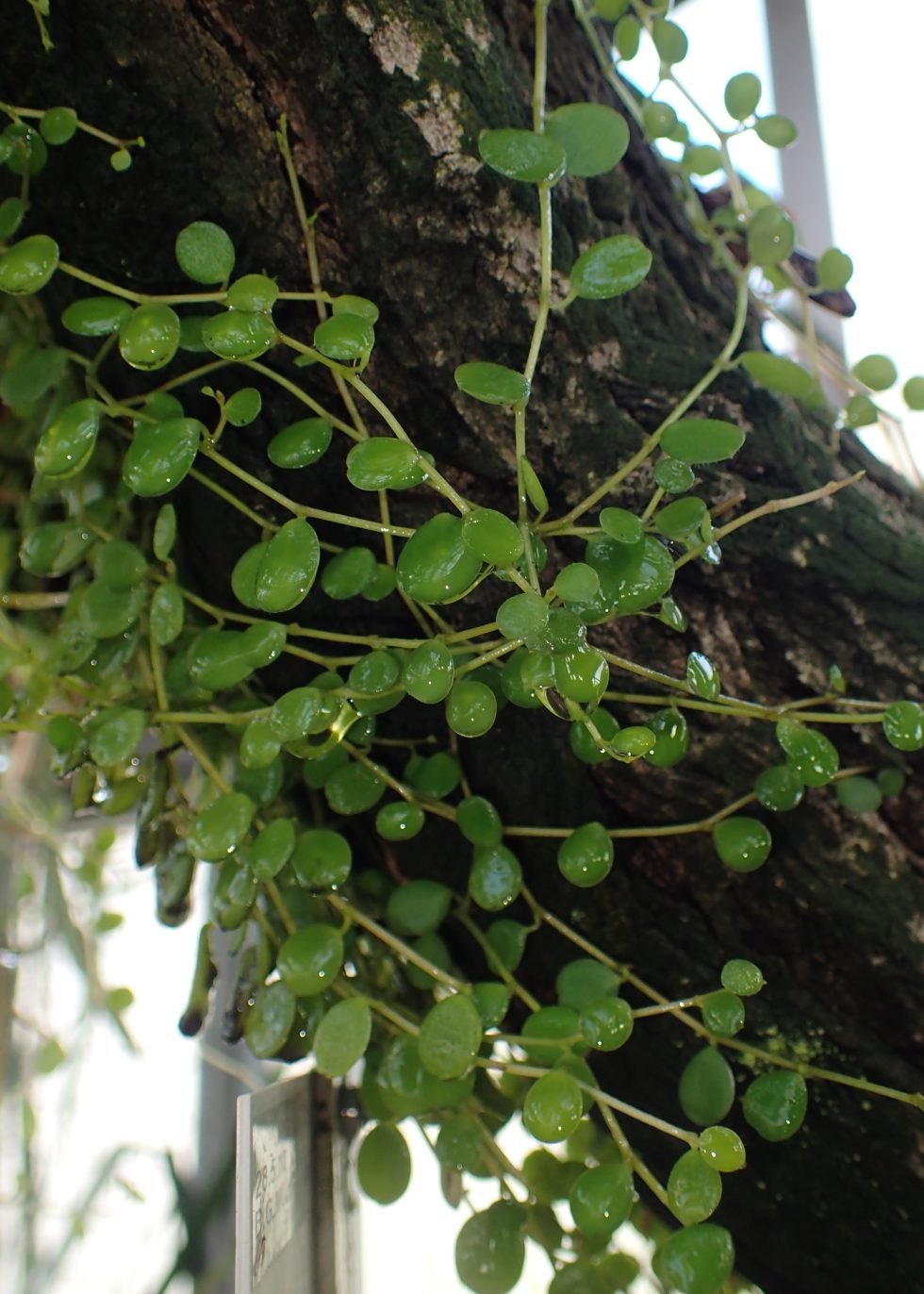 Trailing Jade Houseplant Guide - HouseplantJoy.com