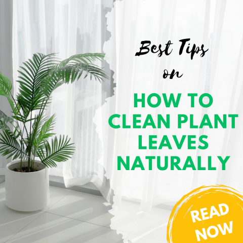 Best Tips on How to Clean Plant Leaves Naturally - HouseplantJoy.com