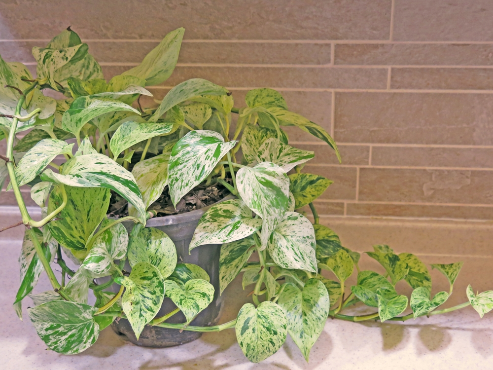Elevate Your Home Décor with Creative Pothos Decoration Ideas ...