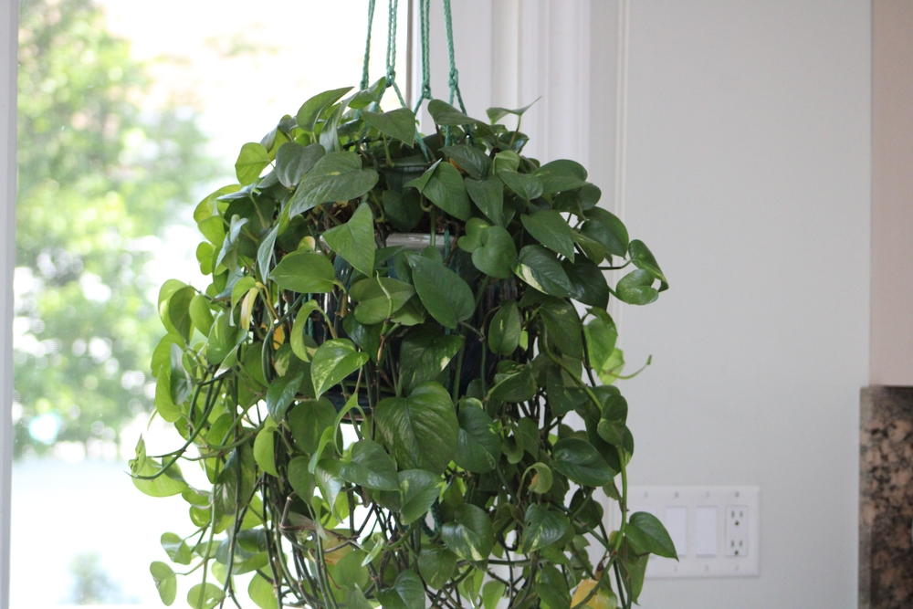Elevate Your Home Décor with Creative Pothos Decoration Ideas ...