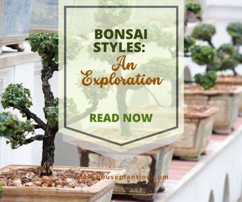 Bonsai Styles: An Exploration - HouseplantJoy.com