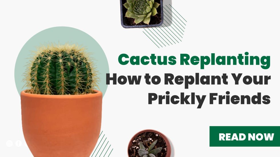 Cactus Replanting: How to Replant Your Prickly Friends - HouseplantJoy.com