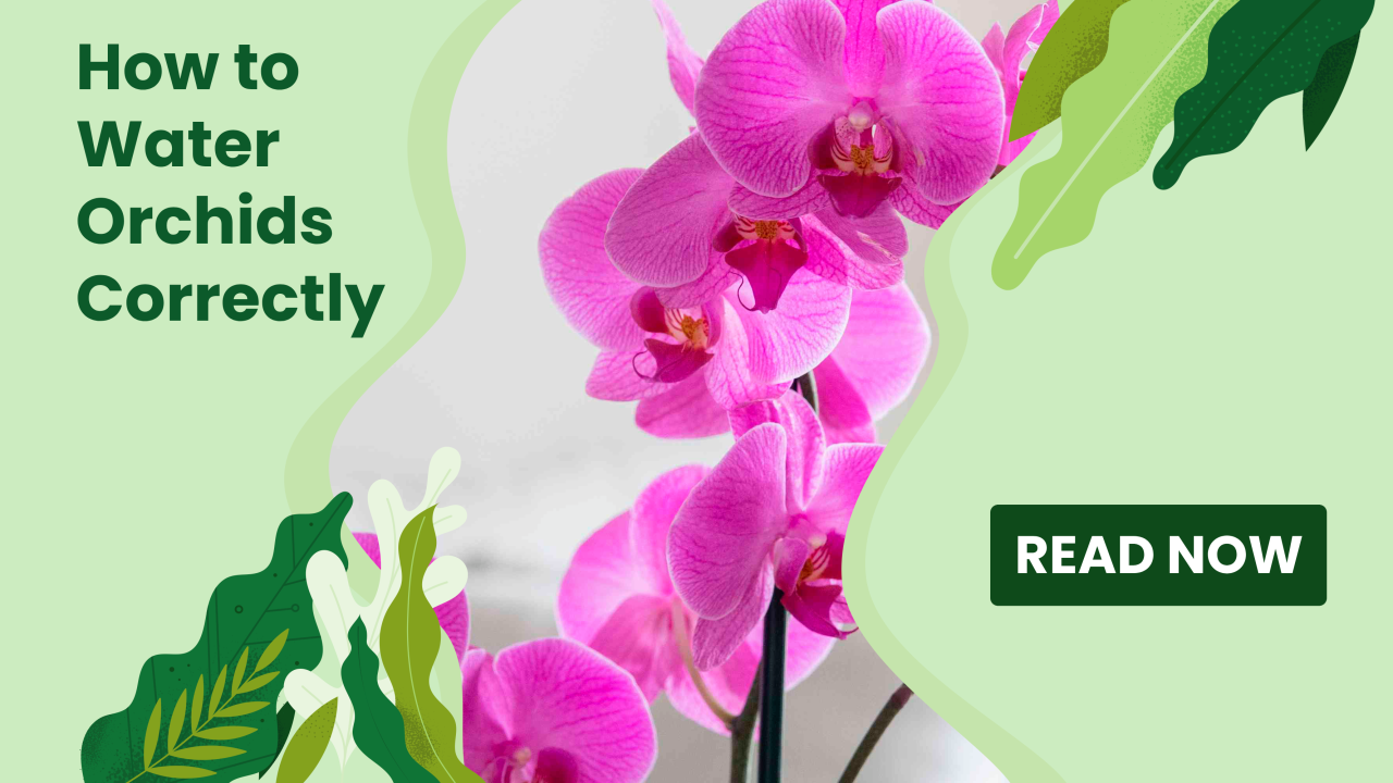 How to Water Orchids Correctly - HouseplantJoy.com