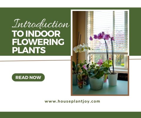 Introduction to Indoor Flowering Plants - HouseplantJoy.com