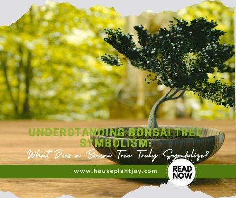 Understanding Bonsai Tree Symbolism: What Does a Bonsai Tree Truly ...