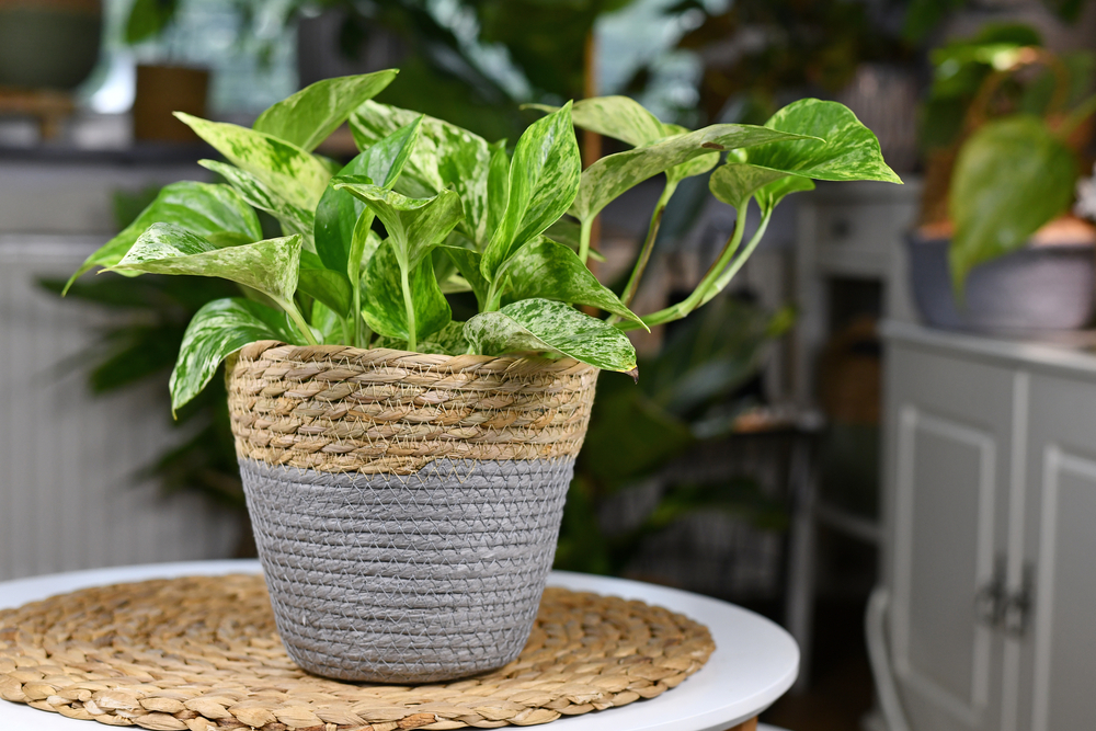 Elevate Your Home Décor with Creative Pothos Decoration Ideas ...