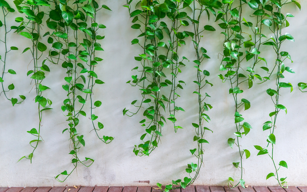 Elevate Your Home Décor with Creative Pothos Decoration Ideas ...