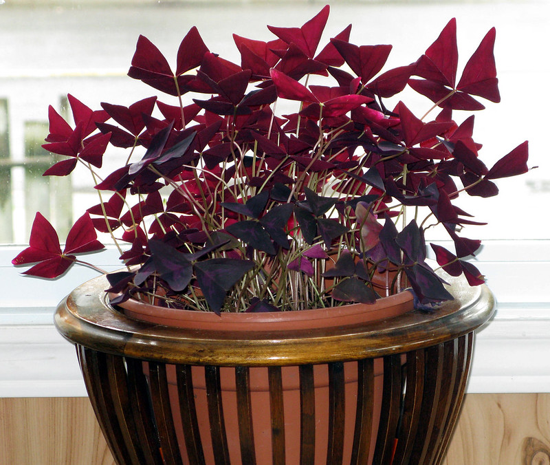 Plants That Move: Exploring the Wonders of Botanical Motion ...