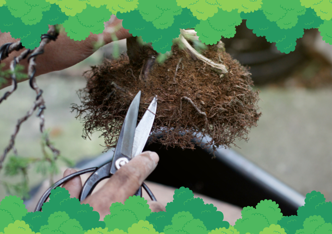Guide to Bonsai Root Trimming - HouseplantJoy.com