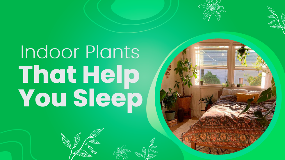 Indoor Plants That Help You Sleep? Yes! - HouseplantJoy.com