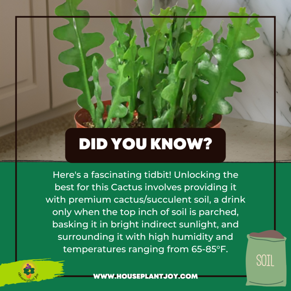 Ric Rac Cactus Care And Growing Guide (Fishbone Cactus) - HouseplantJoy.com