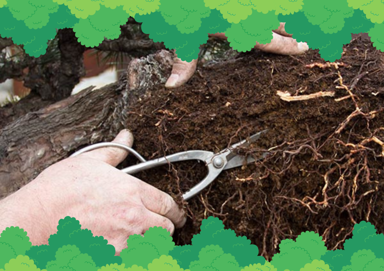 Guide to Bonsai Root Trimming - HouseplantJoy.com