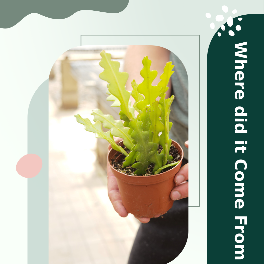 Ric Rac Cactus Care And Growing Guide (Fishbone Cactus) - HouseplantJoy.com