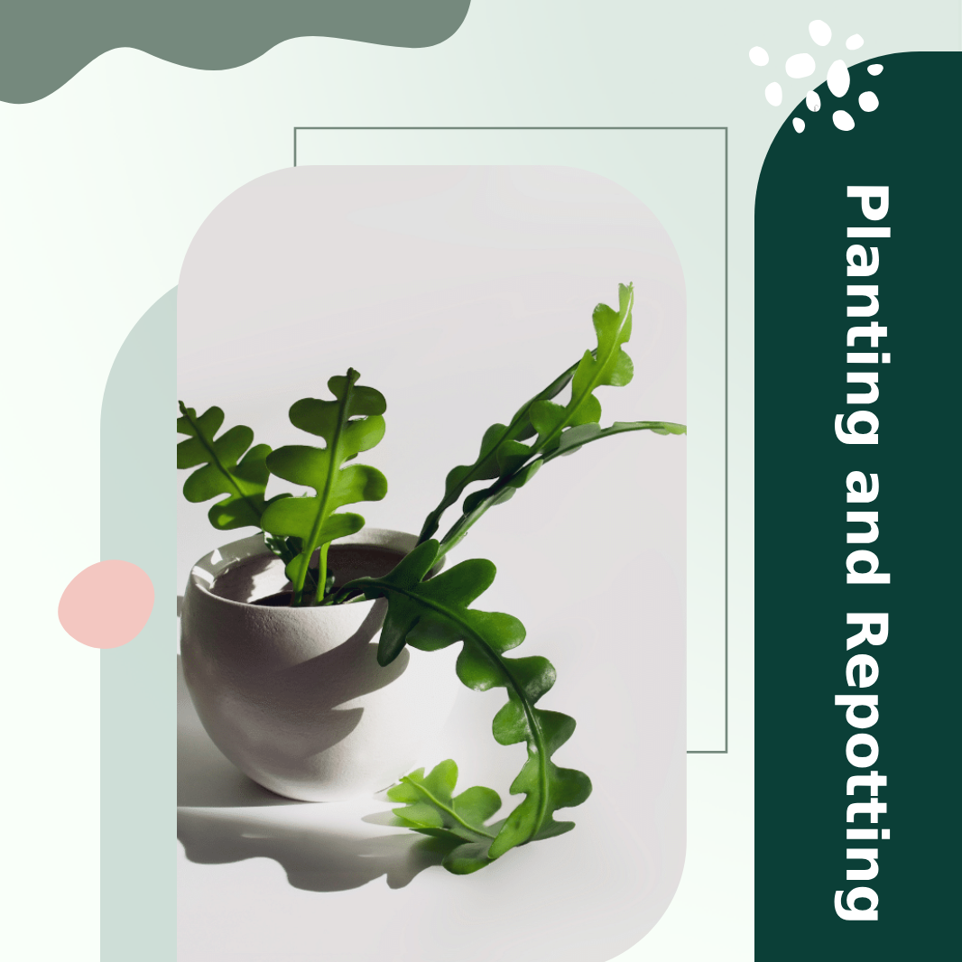 Ric Rac Cactus Care And Growing Guide (Fishbone Cactus) - HouseplantJoy.com