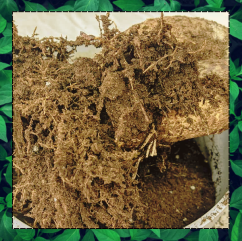 Money Tree Roots: Care and Maintenance - HouseplantJoy.com