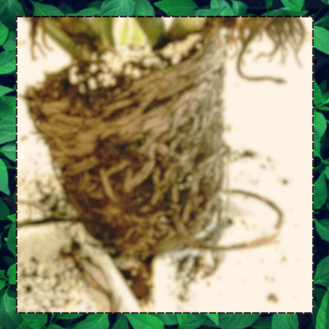 Money Tree Roots: Care and Maintenance - HouseplantJoy.com