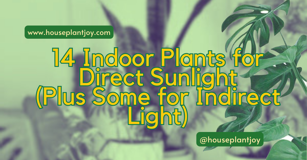 14 Indoor Plants for Direct Sunlight (Plus Some for Indirect Light ...