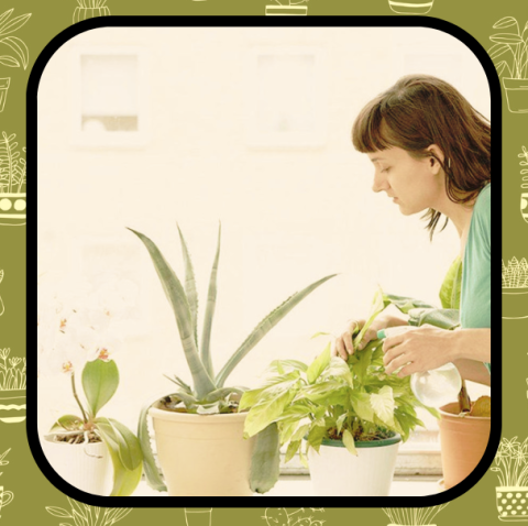 Stress-Reducing Houseplants: Green Well-Being - HouseplantJoy.com