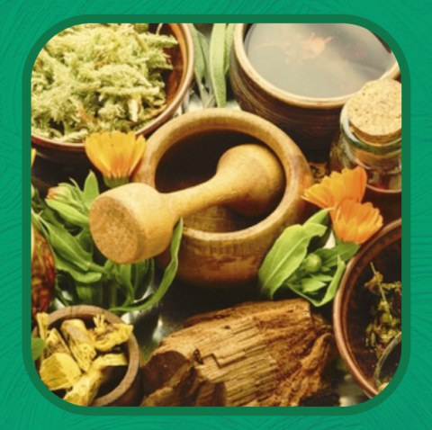 The Healing Power of Plants: Natural Remedies for Holistic Health ...