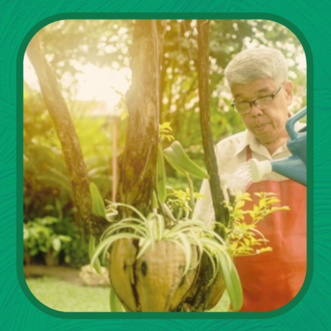 The Healing Power of Plants: Natural Remedies for Holistic Health ...