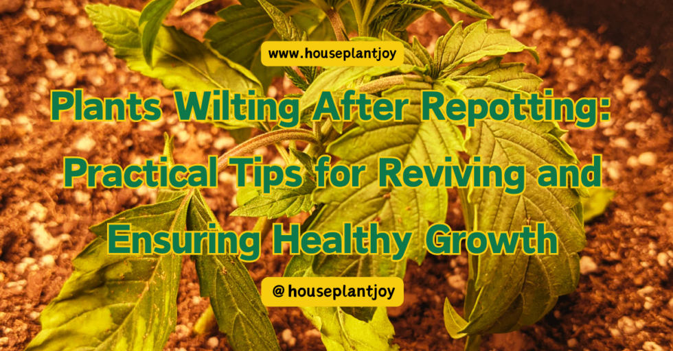 Plants Wilting After Repotting: Practical Tips for Reviving and ...