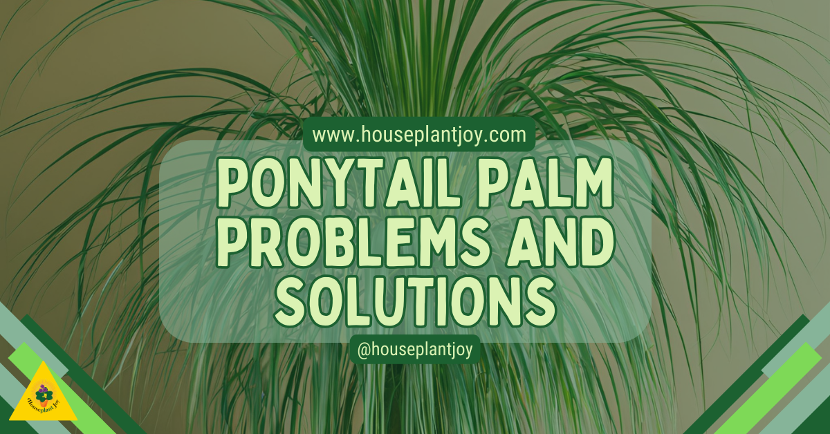 Ponytail Palm Problems and Solutions - HouseplantJoy.com